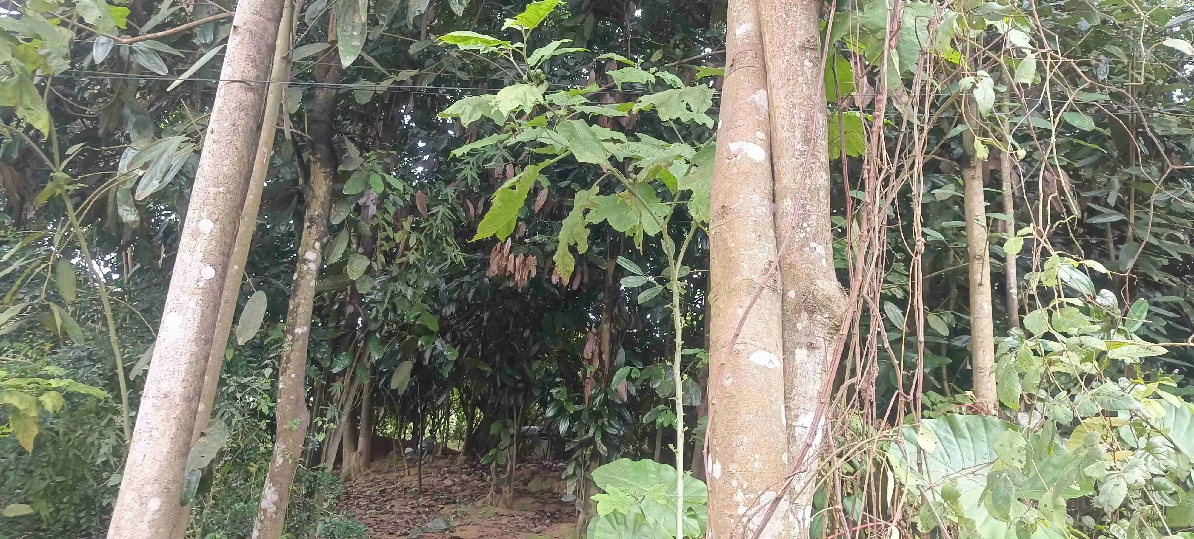 Ceylon Cinnamon C3 C4 M5 Bulk Whole Sticks Wholesale Price