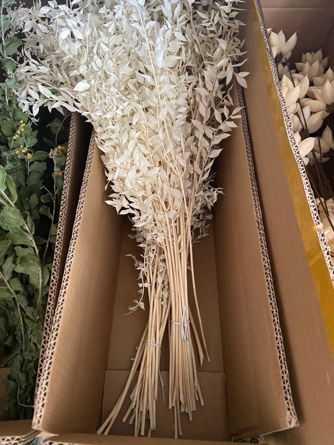 Ruscus Leaves Natural Preserved Ruscus Dried Ruscus White For Home Diy ...