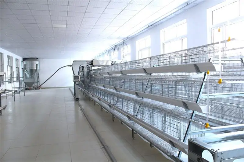 Automatic Feeding System Breeder Chicken Cage Breeding Chicken Farm Egg ...