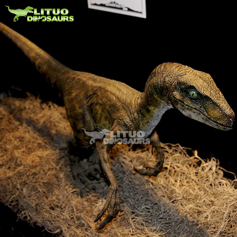 Dinosaur Replica of Life Size Velociraptor| Alibaba.com