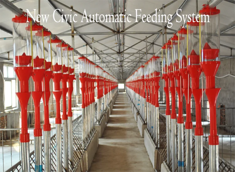 Pig Feeding System - Automatic Feeder for Livestock