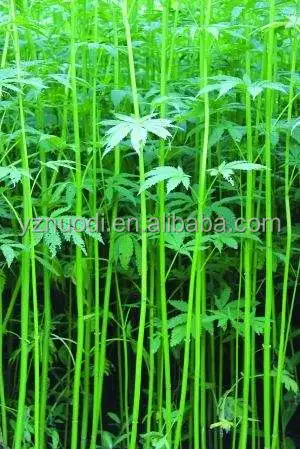 Philippines Abaca Fiber Decorticator - Efficient & Durable