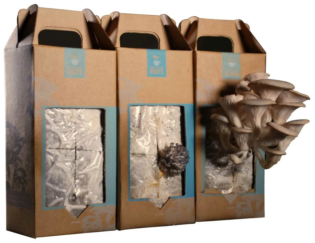 Cardboard Mushroom Box - Recyclable Packaging Solution