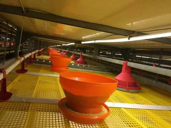 Efficient Poultry Feeding with Ranchero Turbo Chicken Bowl