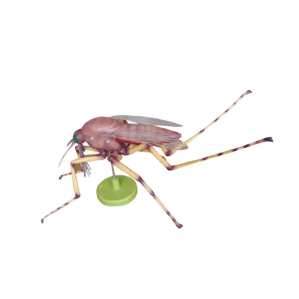 Biology Mosquito Model Mosquito Anatomy Model Medical Science Education ...