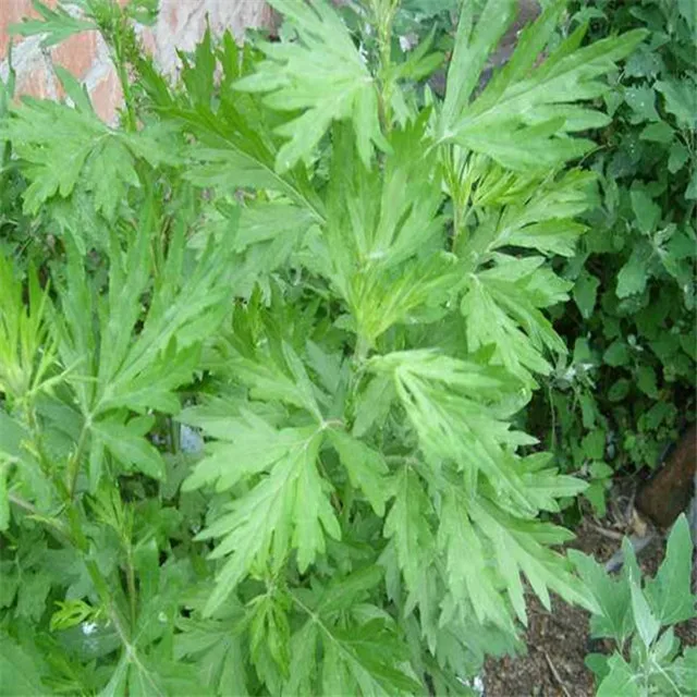 Ai Hao Wholesale High Quality Dried Mugwort Herbal Leaf
