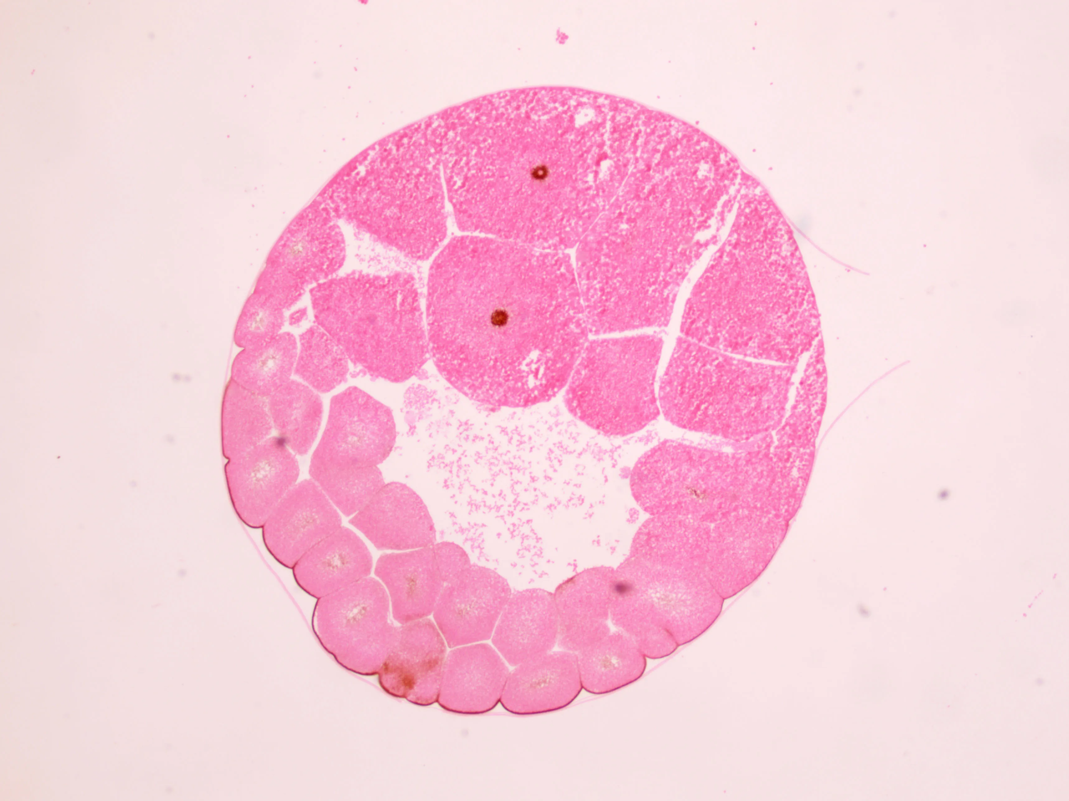 Laboratory Teaching Biological Microscope Prepared Slide 11 Kinds Set Biological Teaching