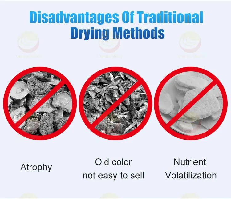 Industrial Fruit Freeze Dryer - High Efficiency & Capacity