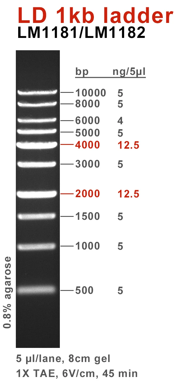 GDSBIO LD 1kb Ladder - High Purity DNA Marker for Lab