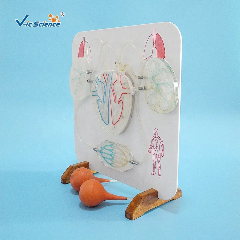 Medical Science Nursing Manikin Human Anatomy Blood Circulation ...