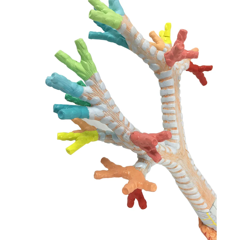 Human Larynx and Tracheobronchial Tree Model Laryngeal Anatomy Model ...
