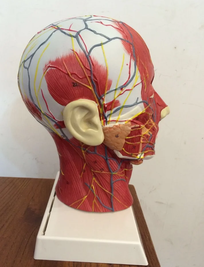 Human Anatomy Head Face Anatomy Medical Teaching Model Head Sagittal ...