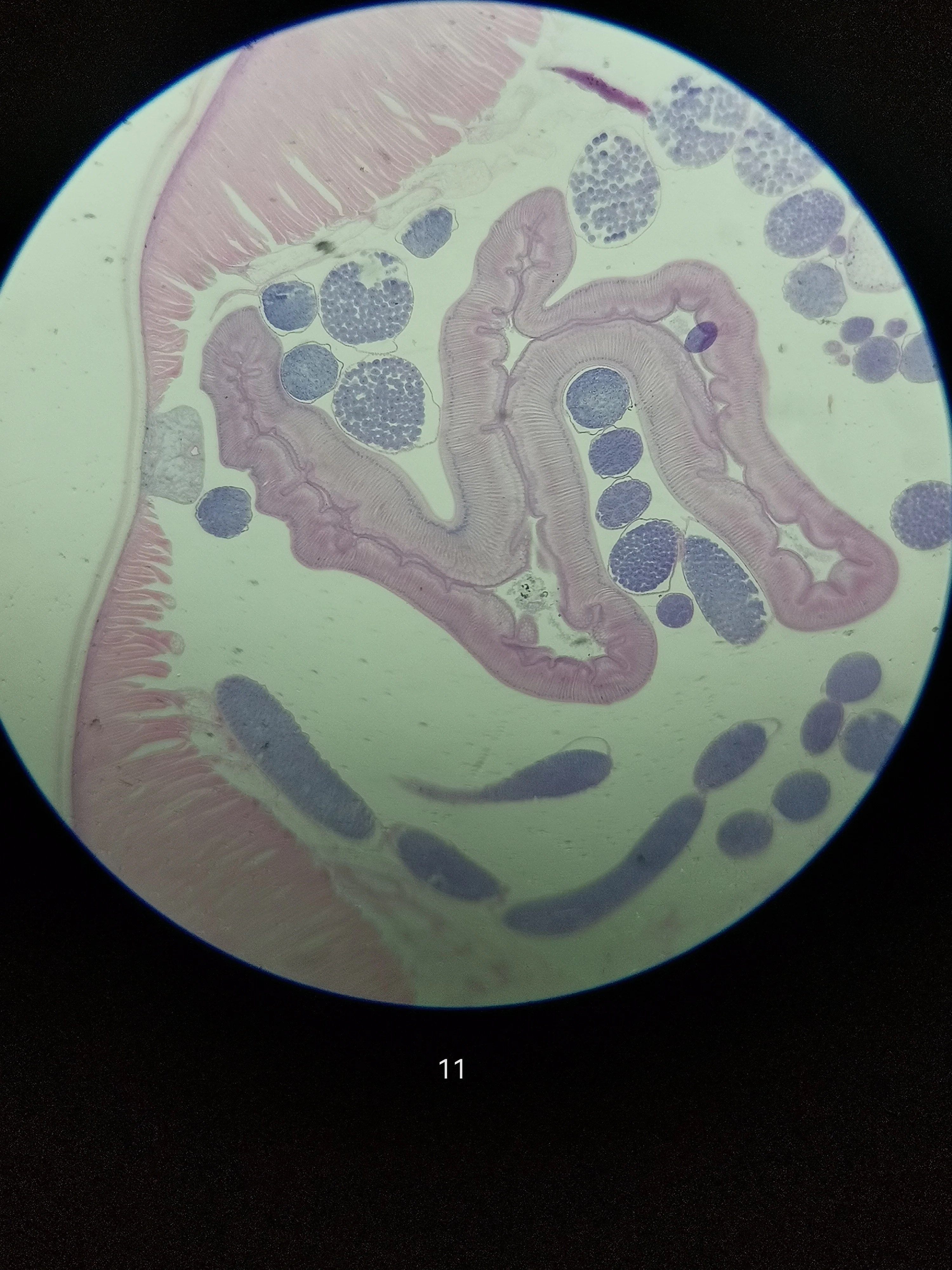 Medical Parasitology Prepared Slides for Student Learning