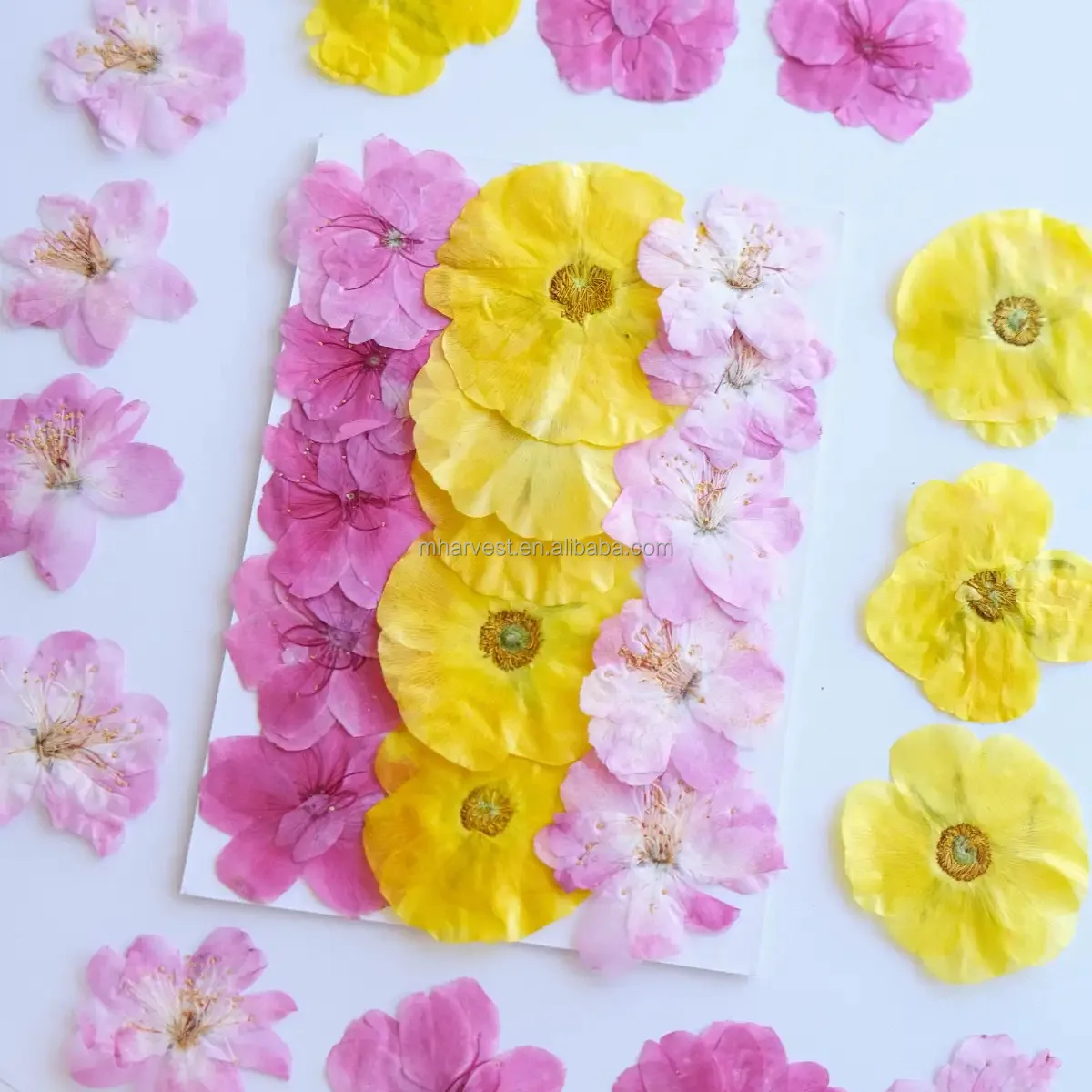 Sakura/Persian Buttercup/Begonia Assorted Pressed Flower| Alibaba.com