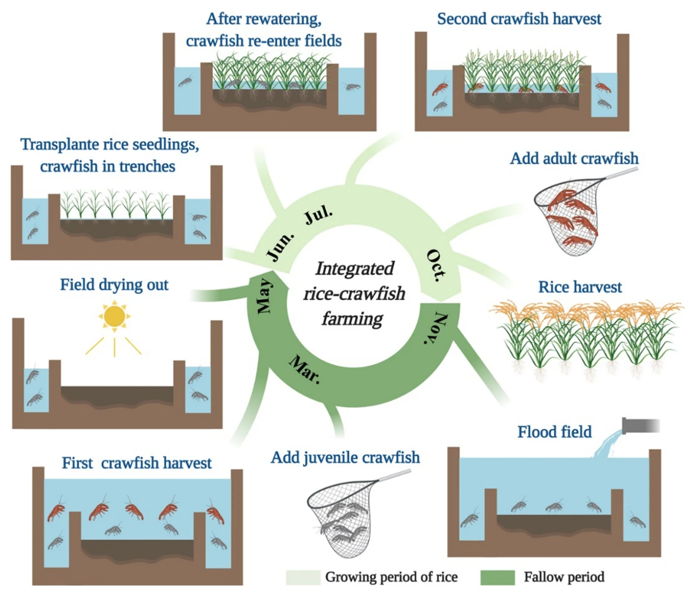 Recirculating Aquaculture Fish Farming RAS System for Crayfish Shrimp ...