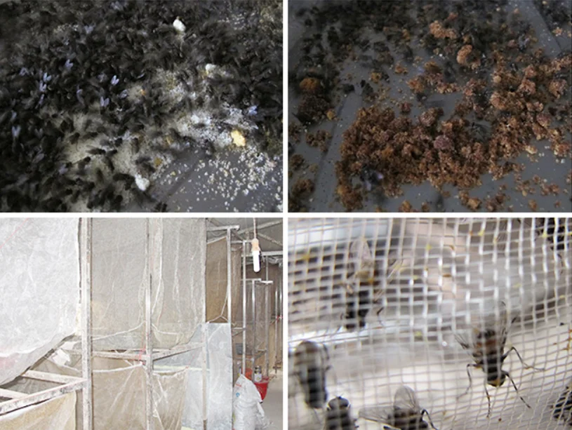 Customizable Black Nylon Breeding Mesh Cage for Flies - 2x1x1m - ODM ...
