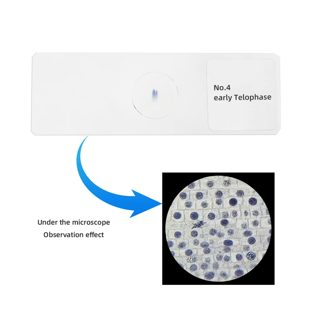 Onion Root Tips Microscope Slides for Cell Mitosis LS Division Teaching ...