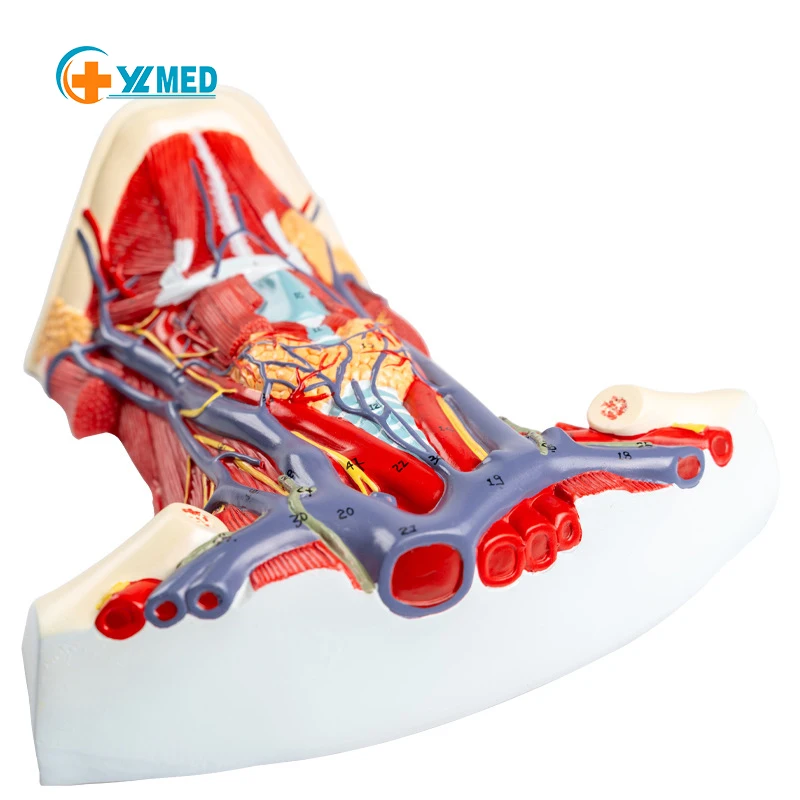 Anatomical Model of Anterior Cervical Muscles for Training