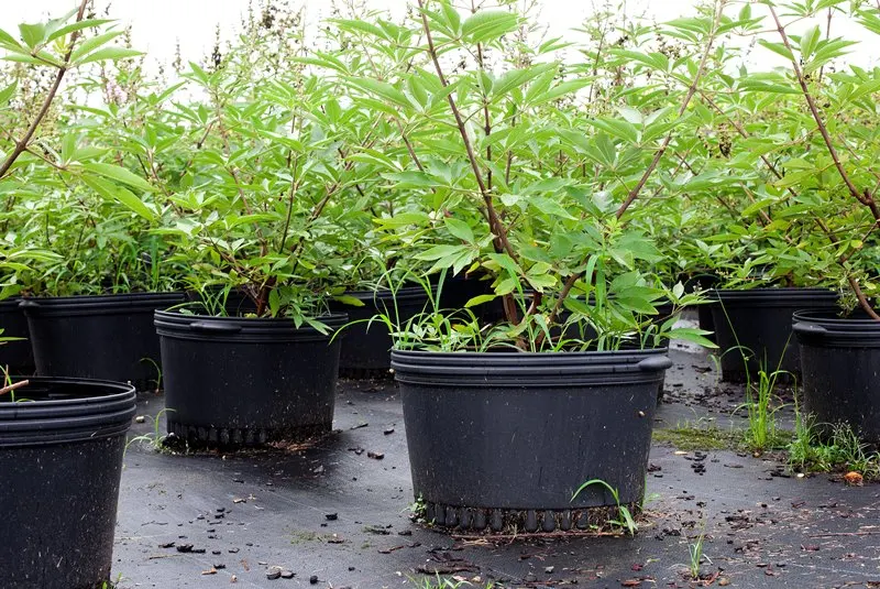 Yuncheng 25 Gallon Pot 105 Quart 100 Liter 22" Inch 57cm Blow Mold ...