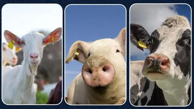 5 Colors Available Farm Animal Identification Card Livestock Pig Cattle ...