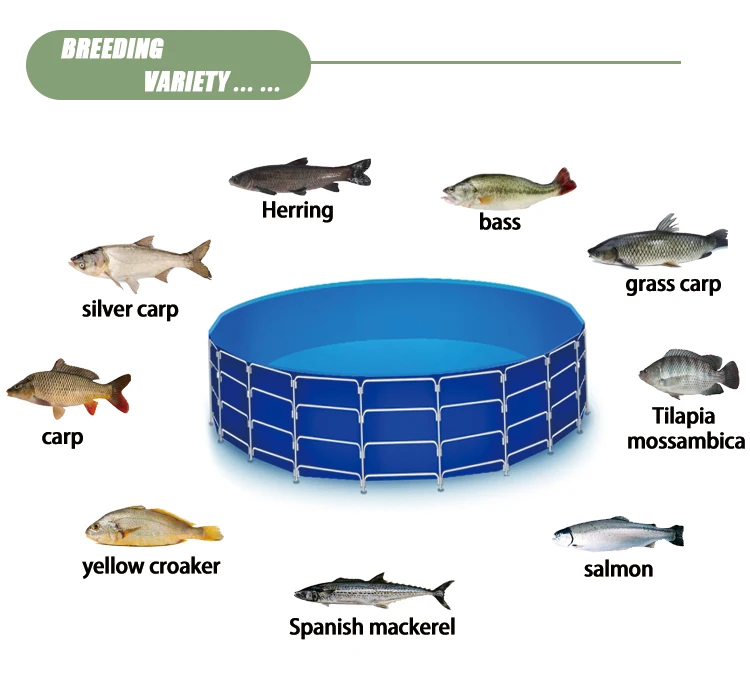 High-density Industrial Fish Farm Recirculating Aquaculture System Fish ...