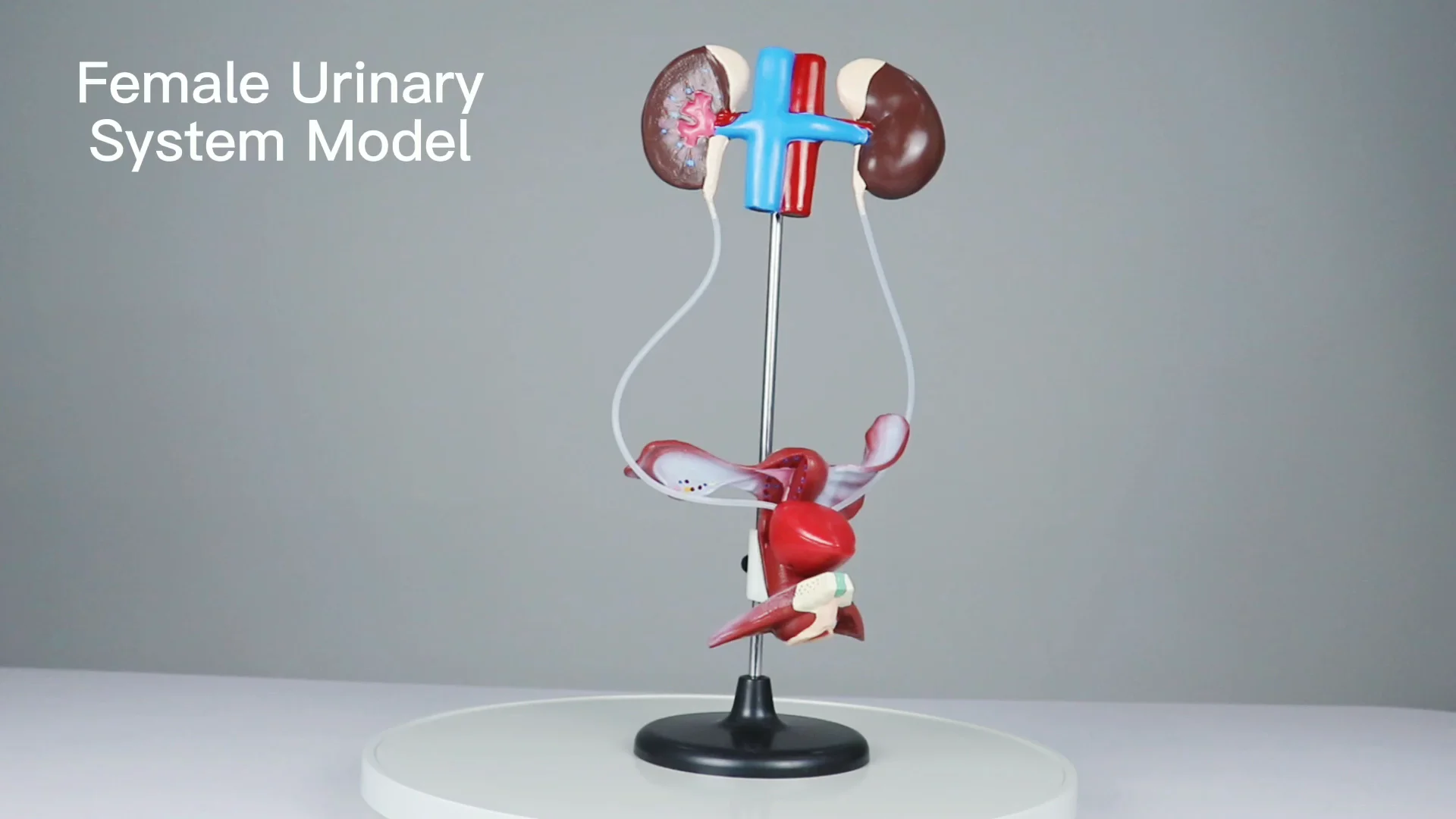 School Lab Biological Model Human Female Urogenital System Model - Buy ...
