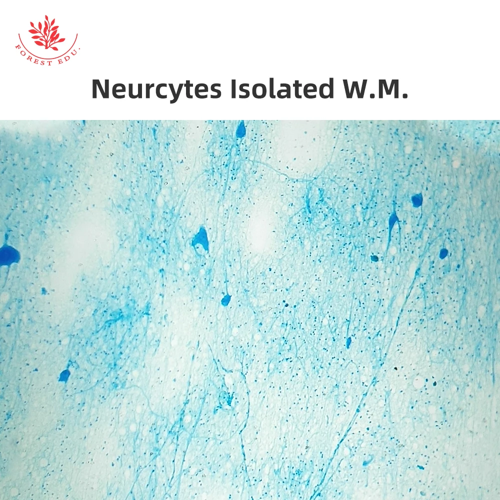 Human Histology Slides for Education & Medical Labs - OEM | Wholesale