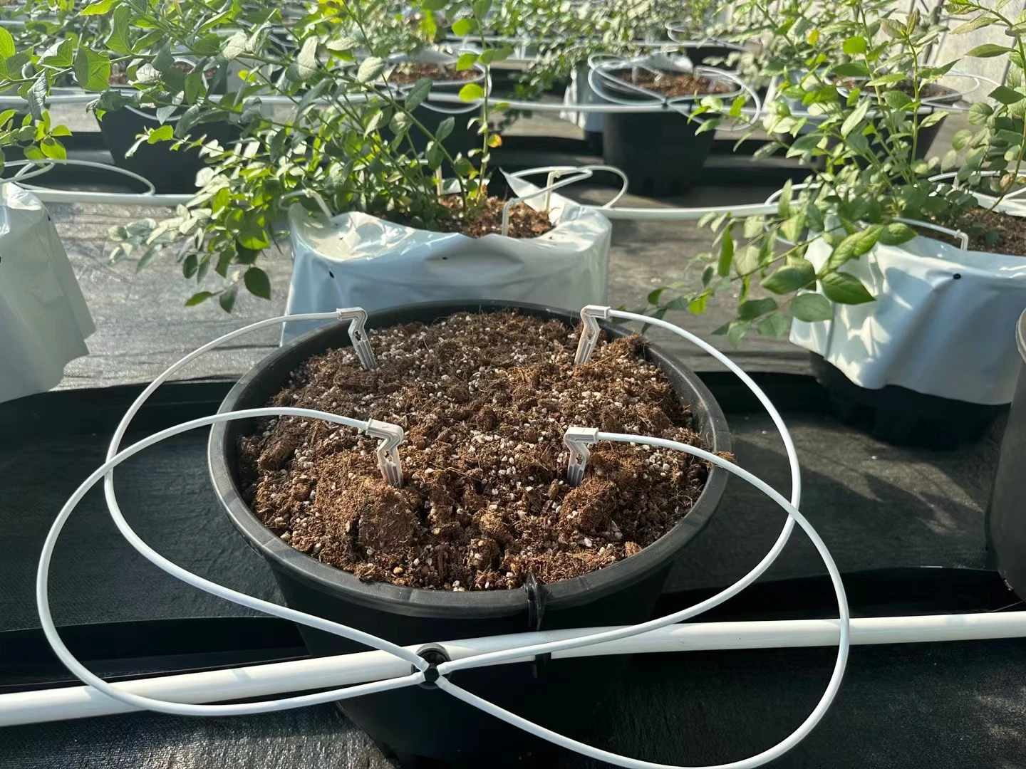 Garden Automatic Micro Drip Irrigation Tools White Dripper Emitters 4 ...