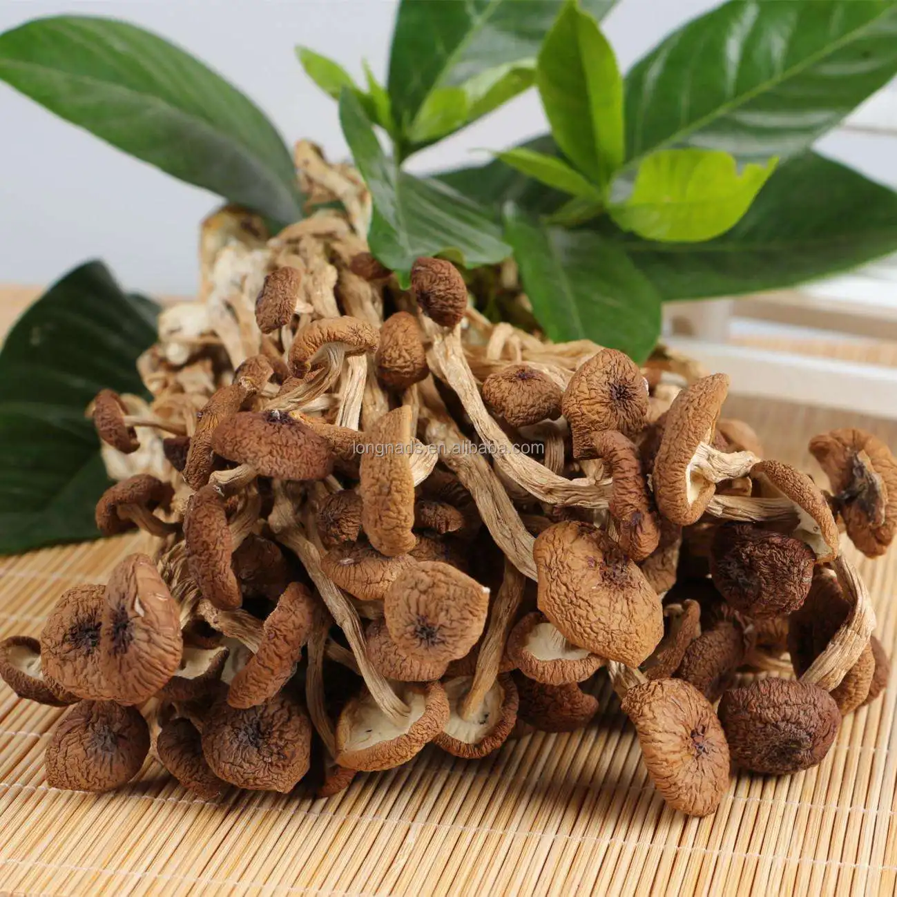 Edible Dried Agrocybe Aegerita Tea Tree Mushroom - Buy Dried Mushroom ...