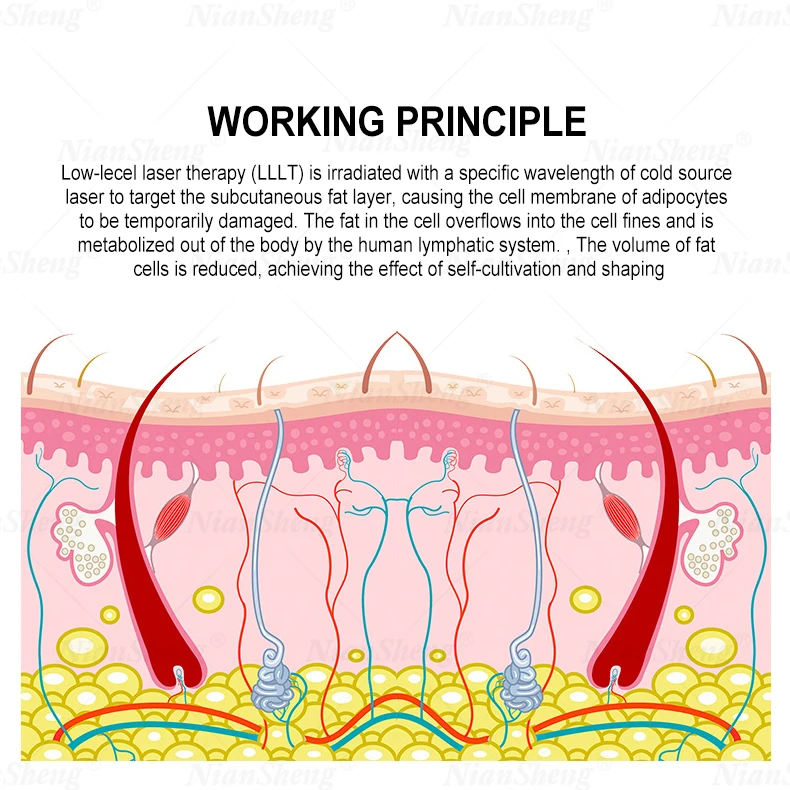 6d Lipo Laser Non-invasive 532nm Laser Green Red Light Cold Fat Removal ...