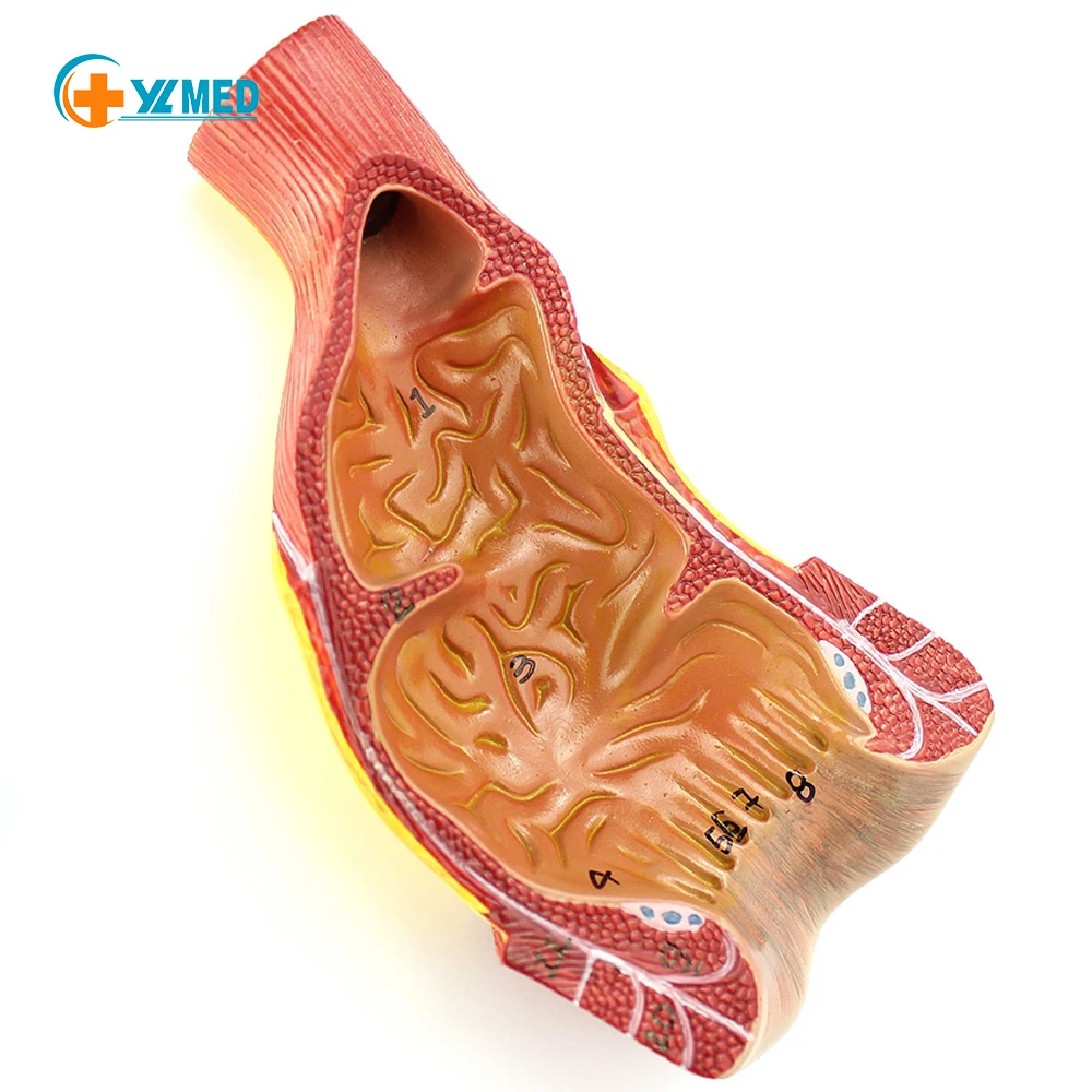 Human Anatomical Digestive System Model Intestinal Anatomy Biology ...