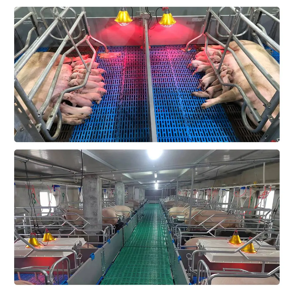 Sow Birthing Bed Galvanized ISO Certificate Farrowing Pen for Pig ...
