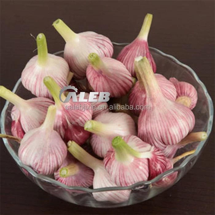 Efficient Garlic Harvesting with Cut Garlic Top and Tails Harvester