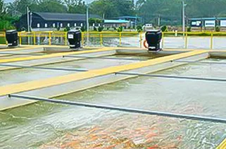 Ras Shrimp Farming Aquaculture System - Efficient & Durable