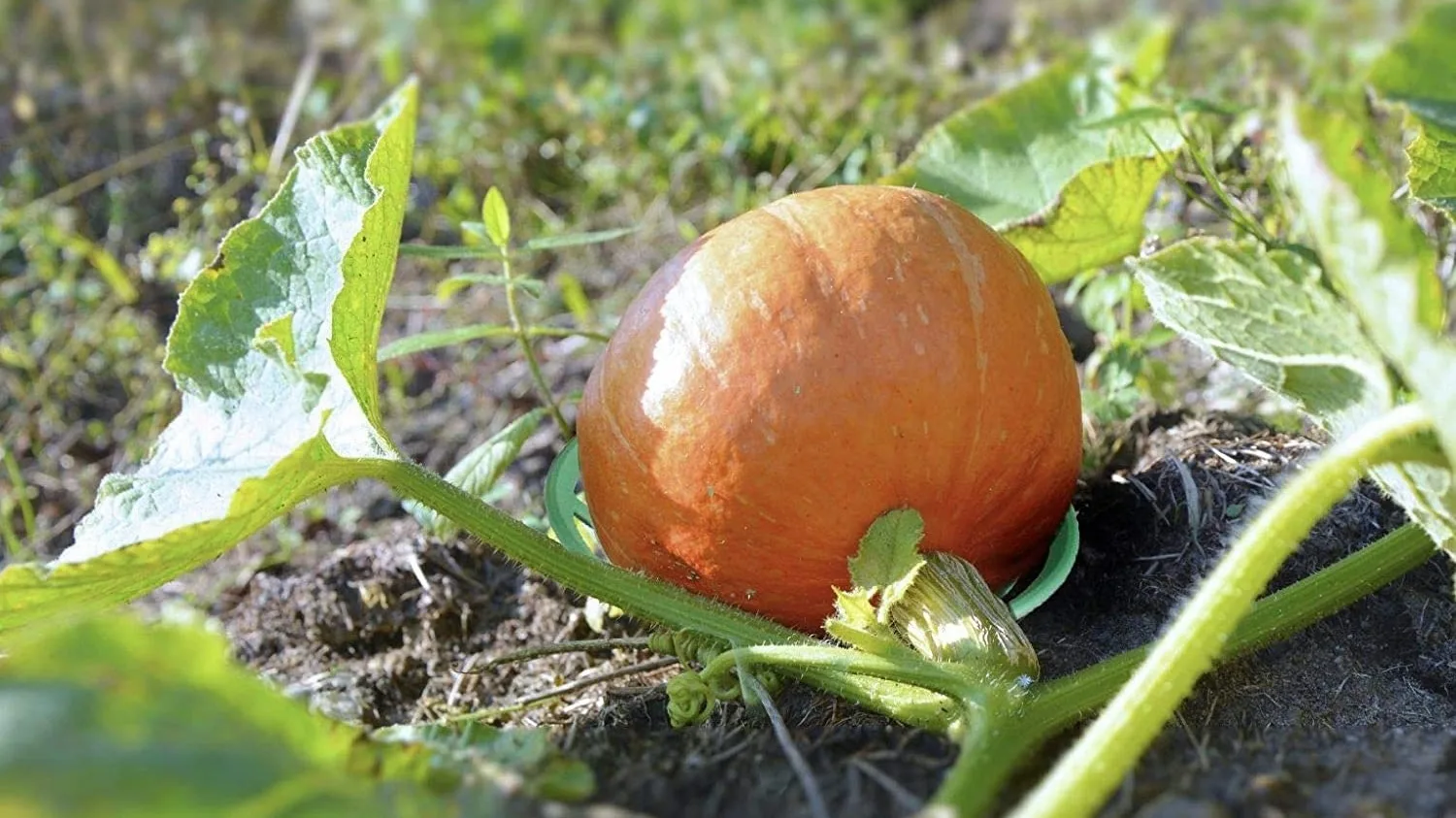 Round Plastic Plant Cradle Protection Rack Watermelon Support Tray ...