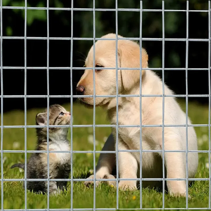 Galvanized Welded Wire Mesh Fence Hog Wire Farm Fence Rolls Aviary ...
