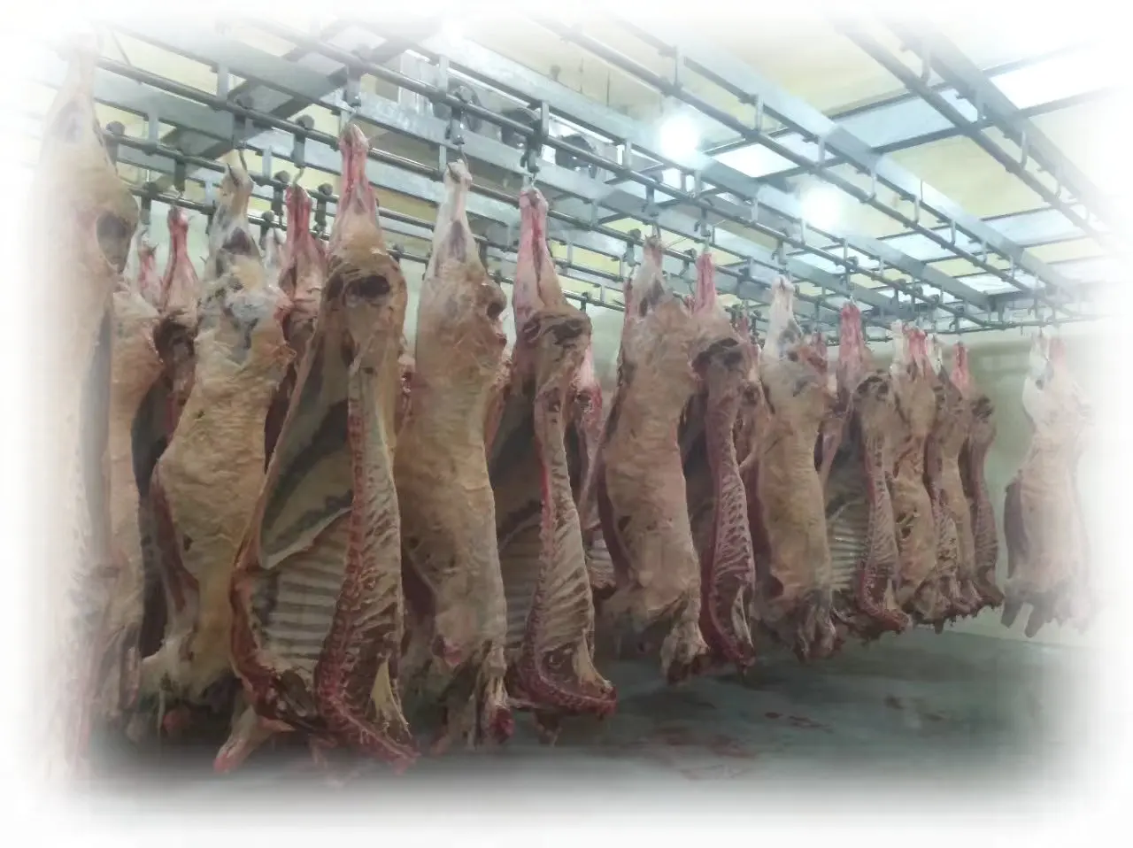 Halal Cattle Slaughter House Equipment - High Efficiency