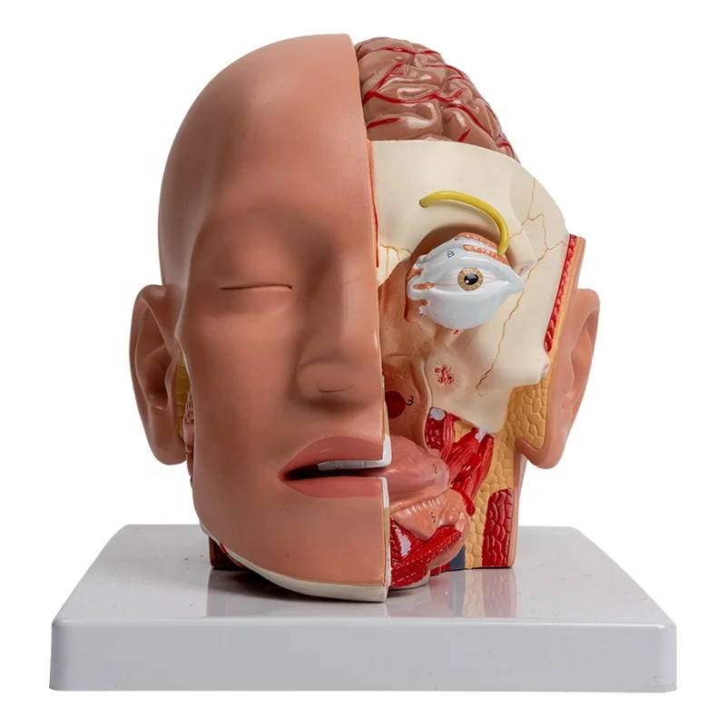 Detachable Human Head Structure Brain Anatomy Model Blood Vessels Brain ...