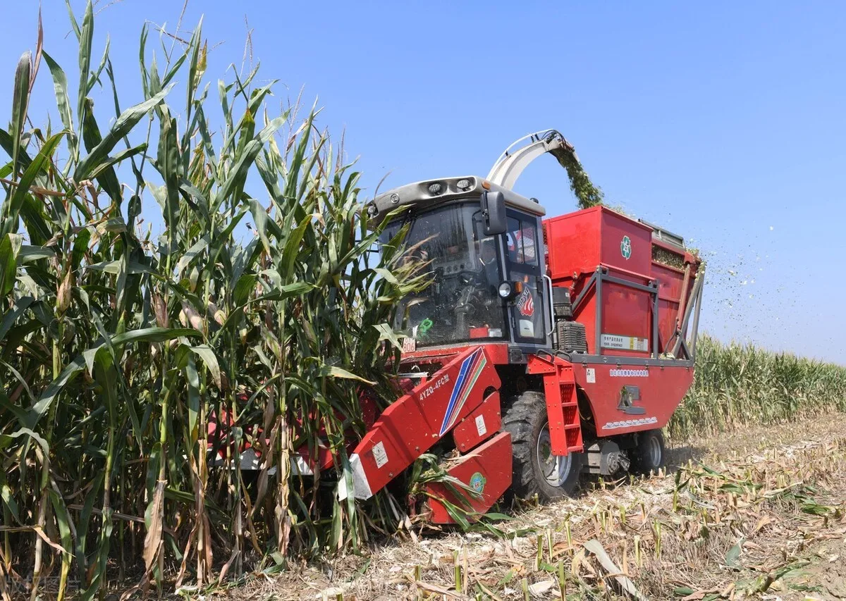 High Quality Lavender Corn Maize Sugarcane Onion Combine Harvester ...