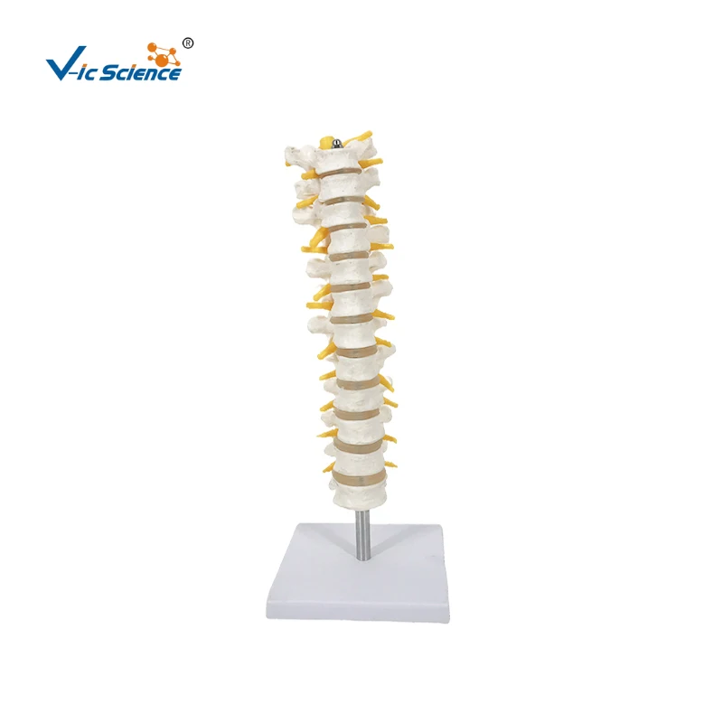 thoracic spinal column plastic human skeleton for sale| Alibaba.com