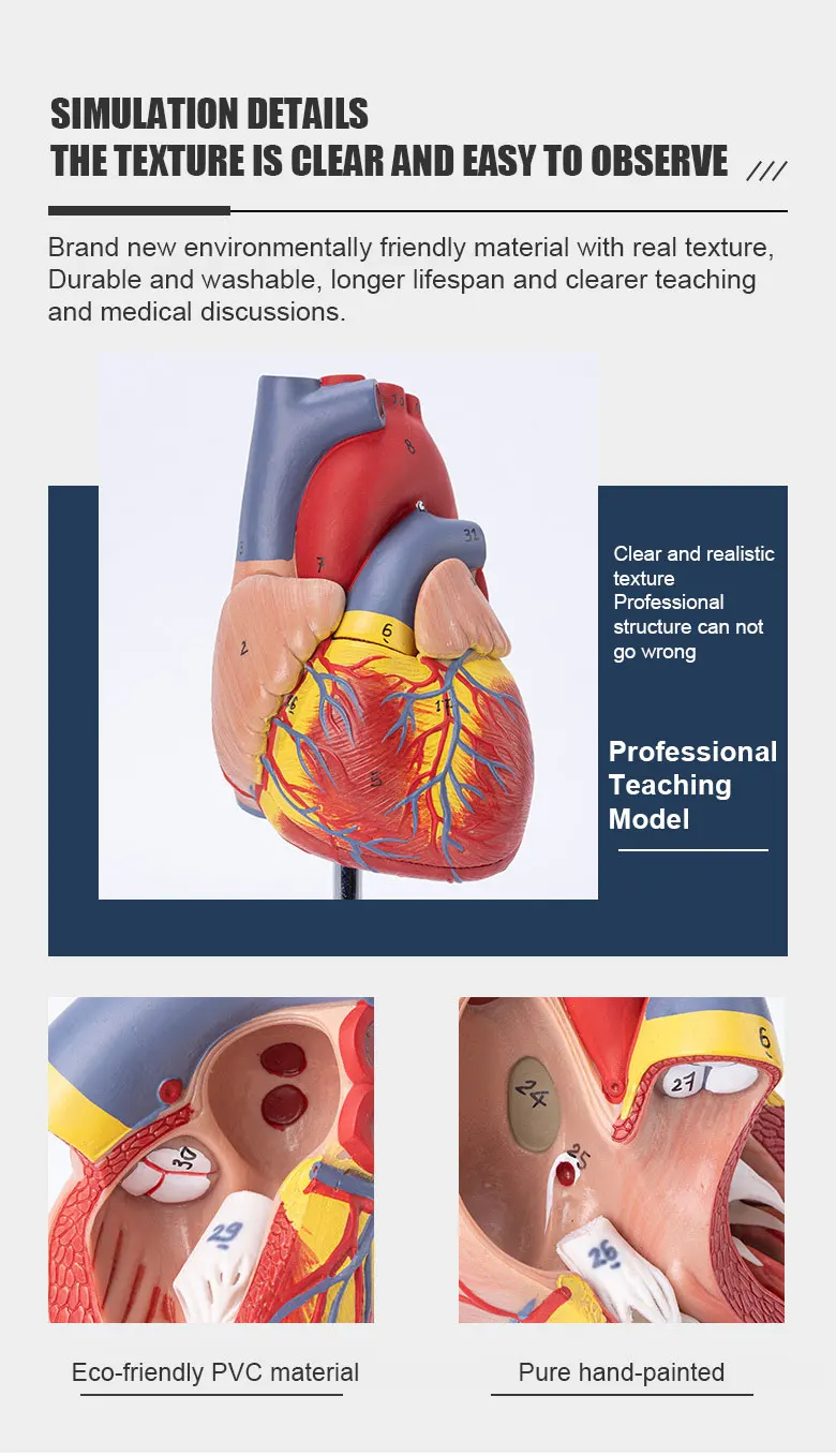 High Quality Natural Human Body Model - Large Heart Anatomy