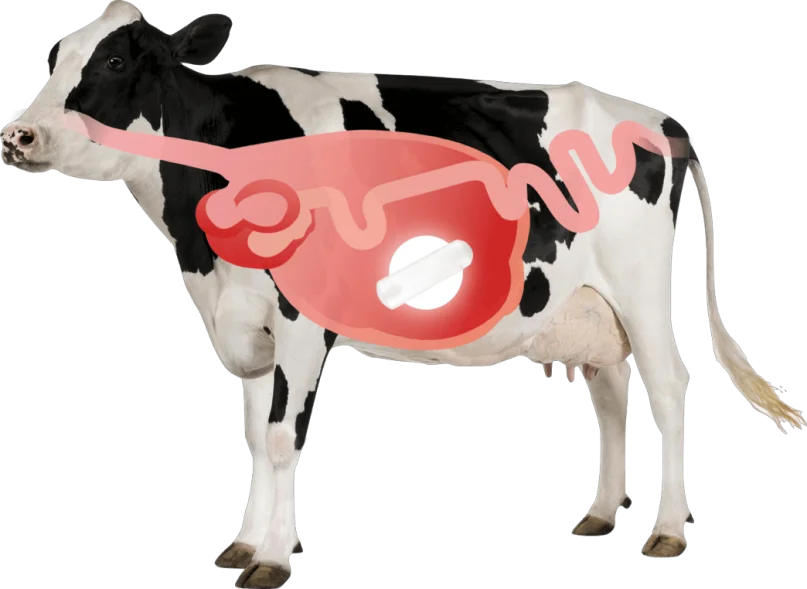 LoRaWAN Rumen Bio-Capsules for Cow Sheep Cattle Health Monitoring ...