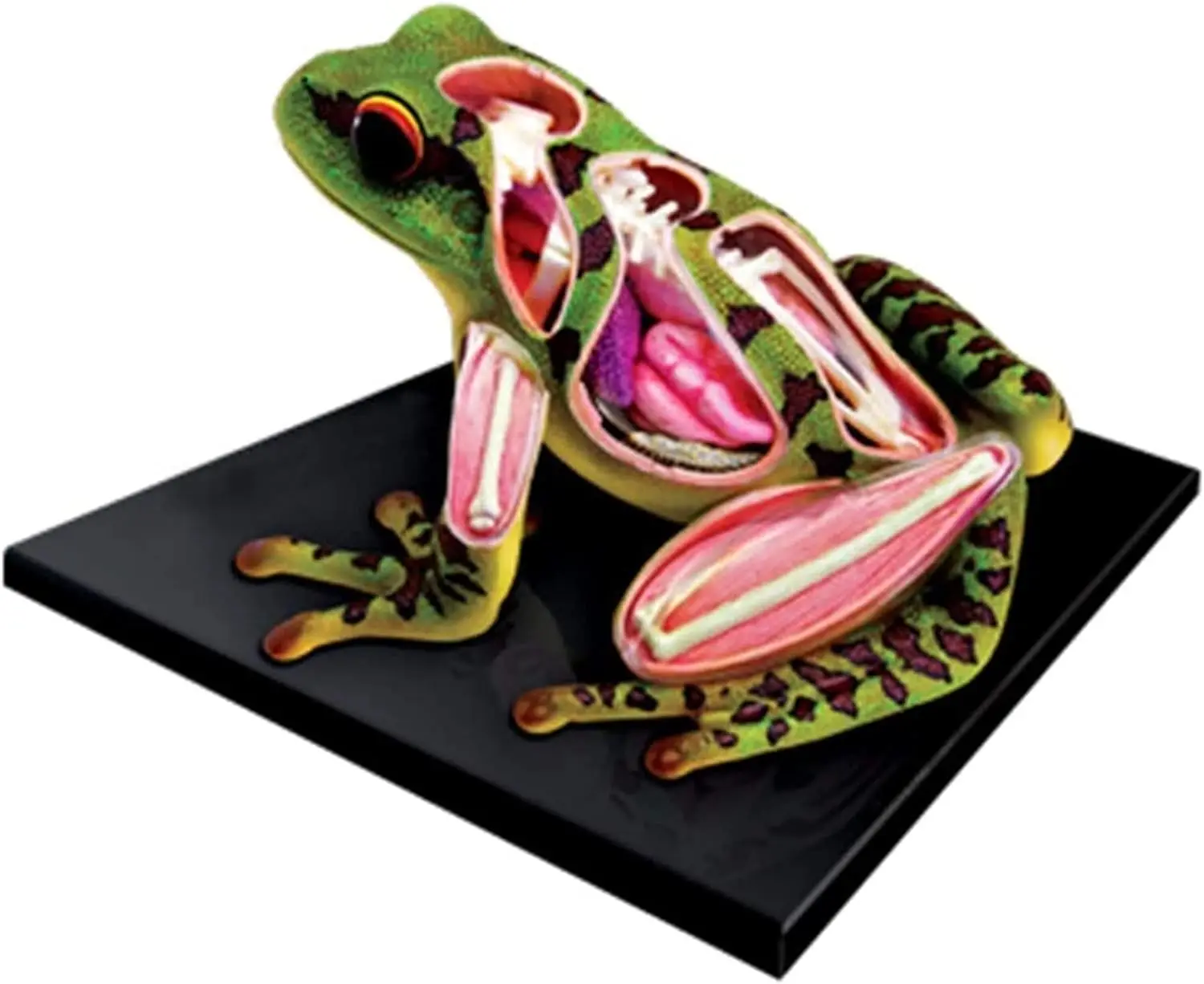 Frog Anatomy Model - Teaching Resource for Medical Science