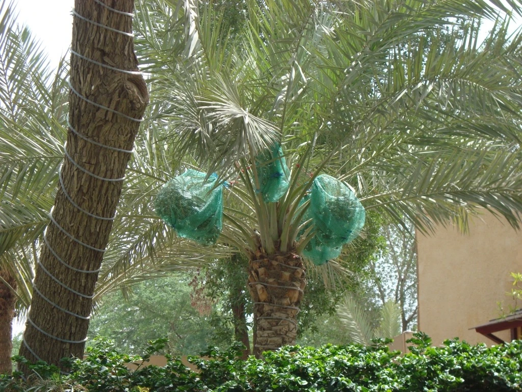 Date Palm Tree Protection - Durable Mesh Bags from Winco