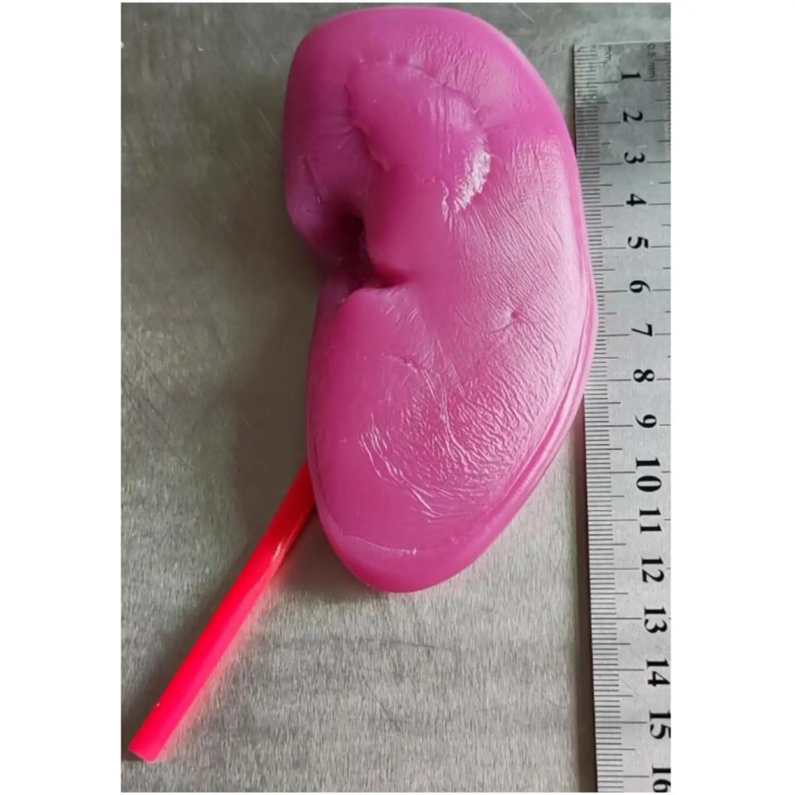 KyrenMed Silicone Kidney Training Model Laparoscopic Training Model for ...