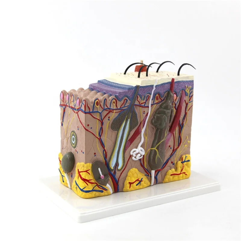 Enlarged 3D Human Skin Model - High Quality Education Tool