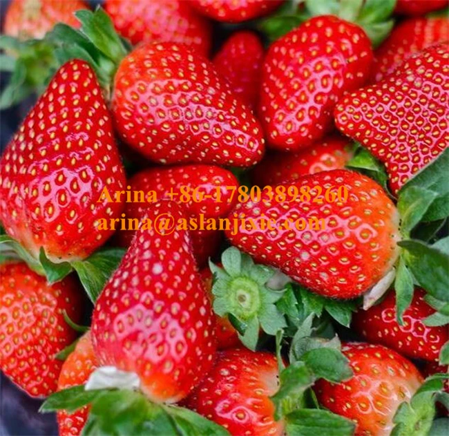 2022 Orbital Strawberry Grading Sorting Machine - High Efficiency