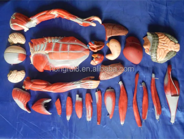 Muscles Of Male With Internal Organ,Muscles Anatomy Model - Buy Muscles ...
