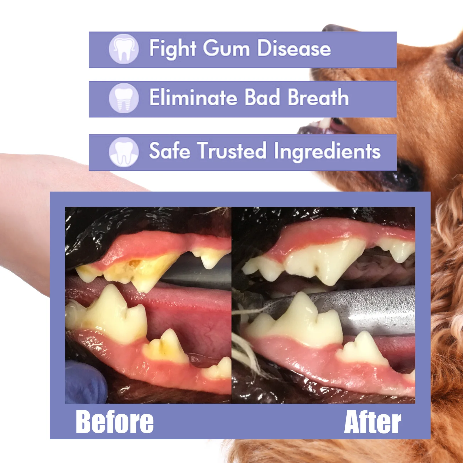 Wholesale Yegbong Natural Safe Oral Spray For Cats And Dogs Odor ...