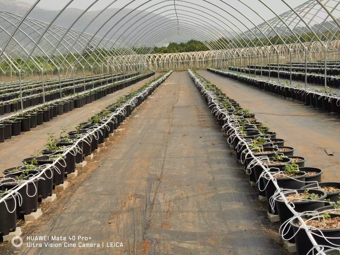 Garden Automatic Micro Drip Irrigation Tools White Dripper Emitters 4 ...